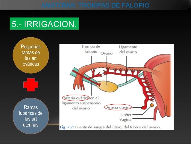 Anatomia Ginecologica