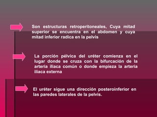 Anatomia aparato renal | PPT