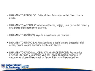 Anatomia aparato reproductor femenino | PPTX