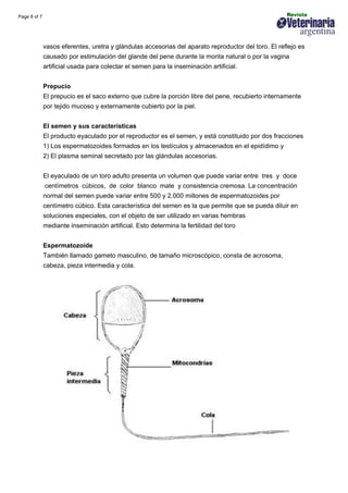 Anatomia aparato reproductor_toro | PDF