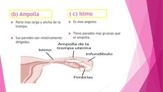 Anatomia del aparato reproductor femenino | PPTX