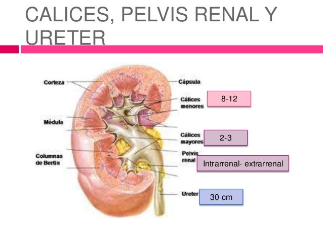 Anatomia aparatourinario_urologia