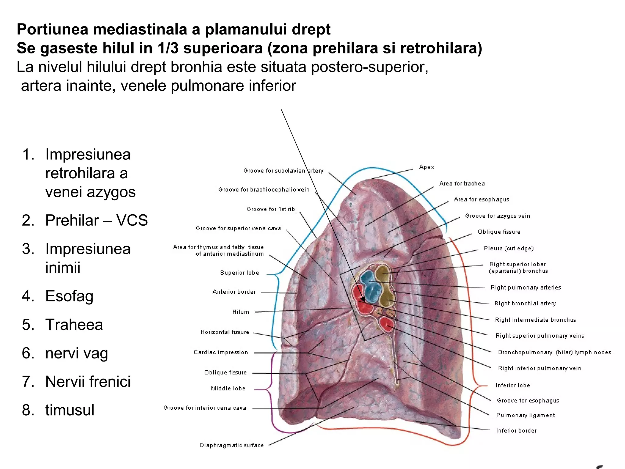 Anatomia aparatului respirator | PPT