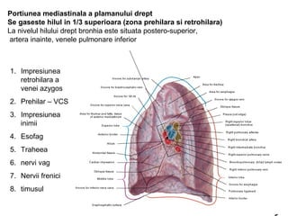 Anatomia aparatului respirator | PPT