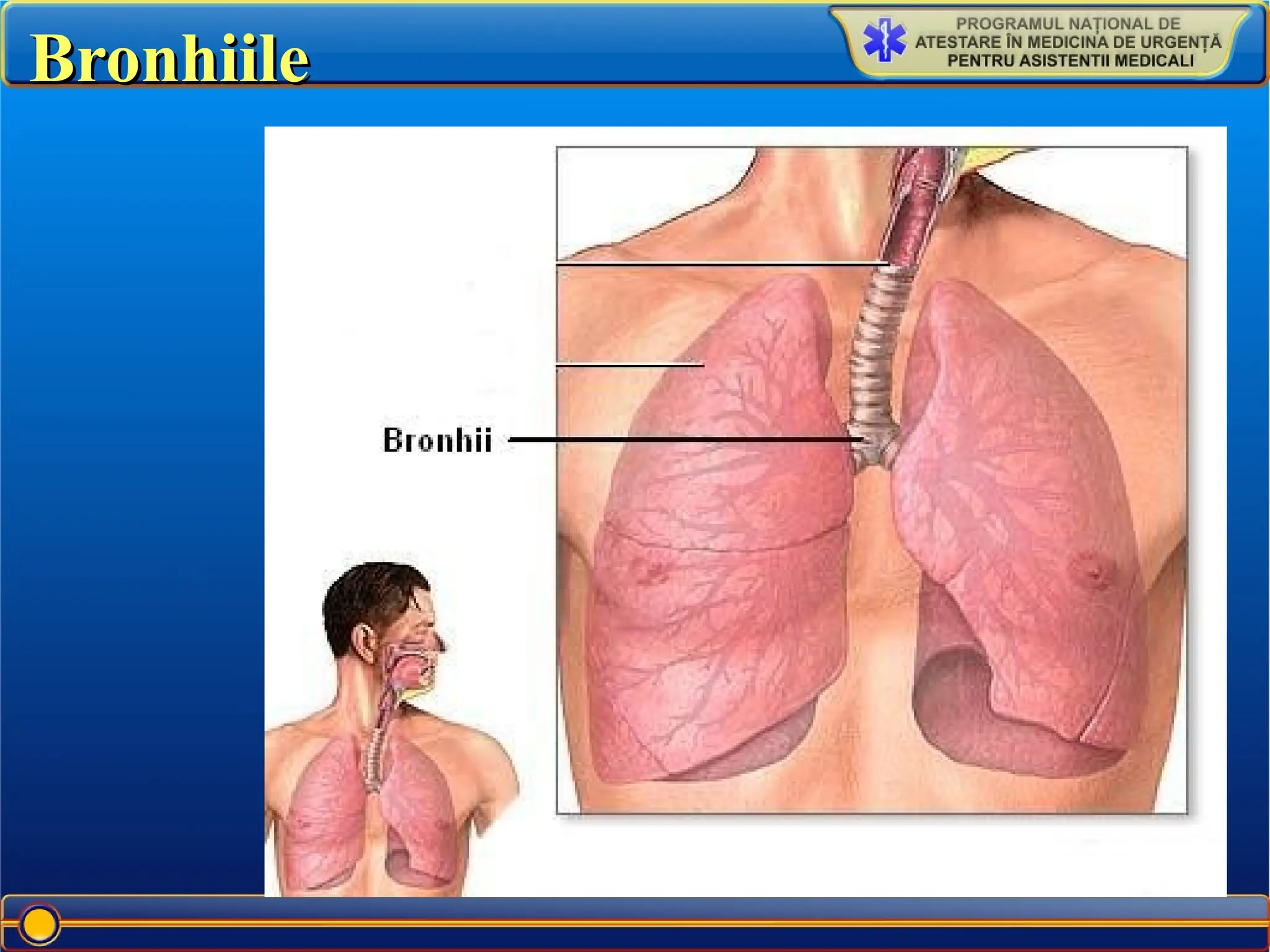 Anatomia- descriptiva-aparatului respirator.ppt