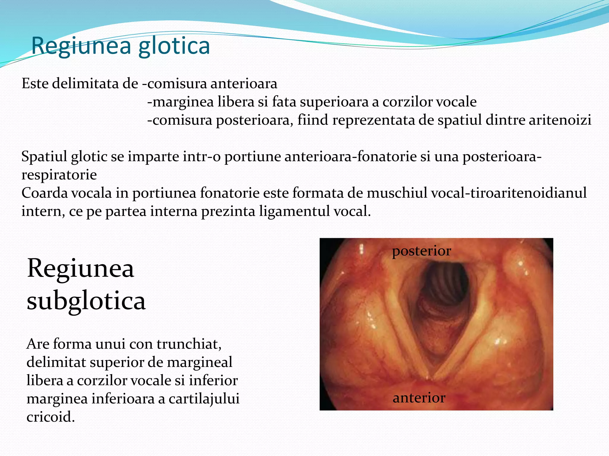 Anatomia aparatului respirator superior | PPTX