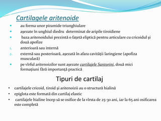 Anatomia aparatului respirator superior | PPTX