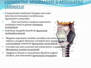 Anatomia aparatului respirator superior | PPTX
