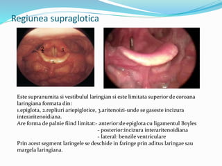 Anatomia aparatului respirator superior | PPTX