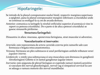Anatomia aparatului respirator superior | PPTX