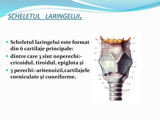 Anatomia aparatului respirator superior | PPTX