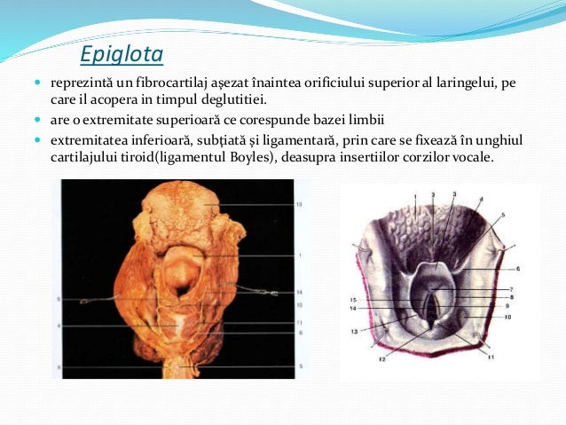 Anatomia aparatului respirator superior