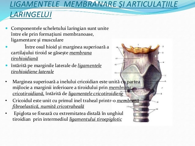 Anatomia aparatului respirator superior