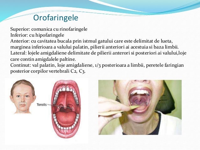 Anatomia aparatului respirator superior