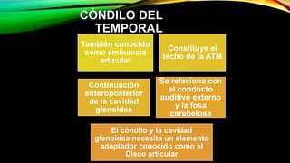 Anatomía Aplicada a la ATM.pptx