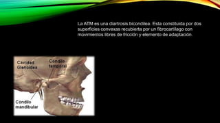 Anatomía Aplicada a la ATM.pptx