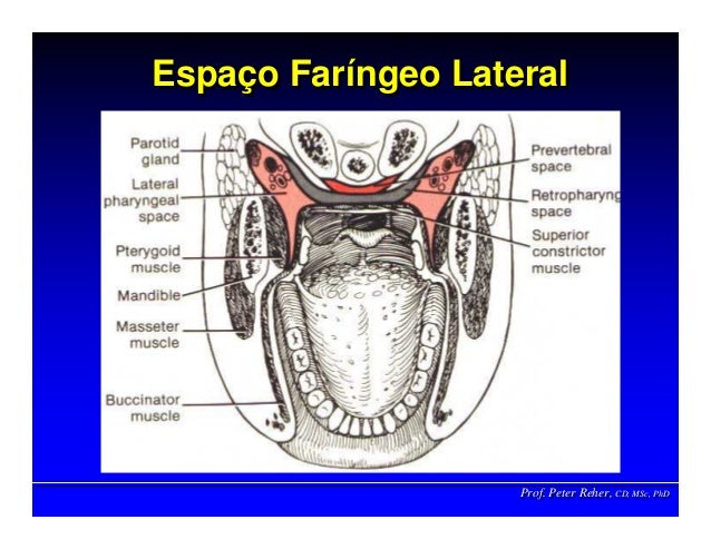 Anatomiaaplicadaapropagaaodeinfecoes 130704090046-phpapp01