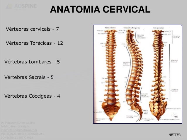 Anatomia Aplicada da Coluna Cervical