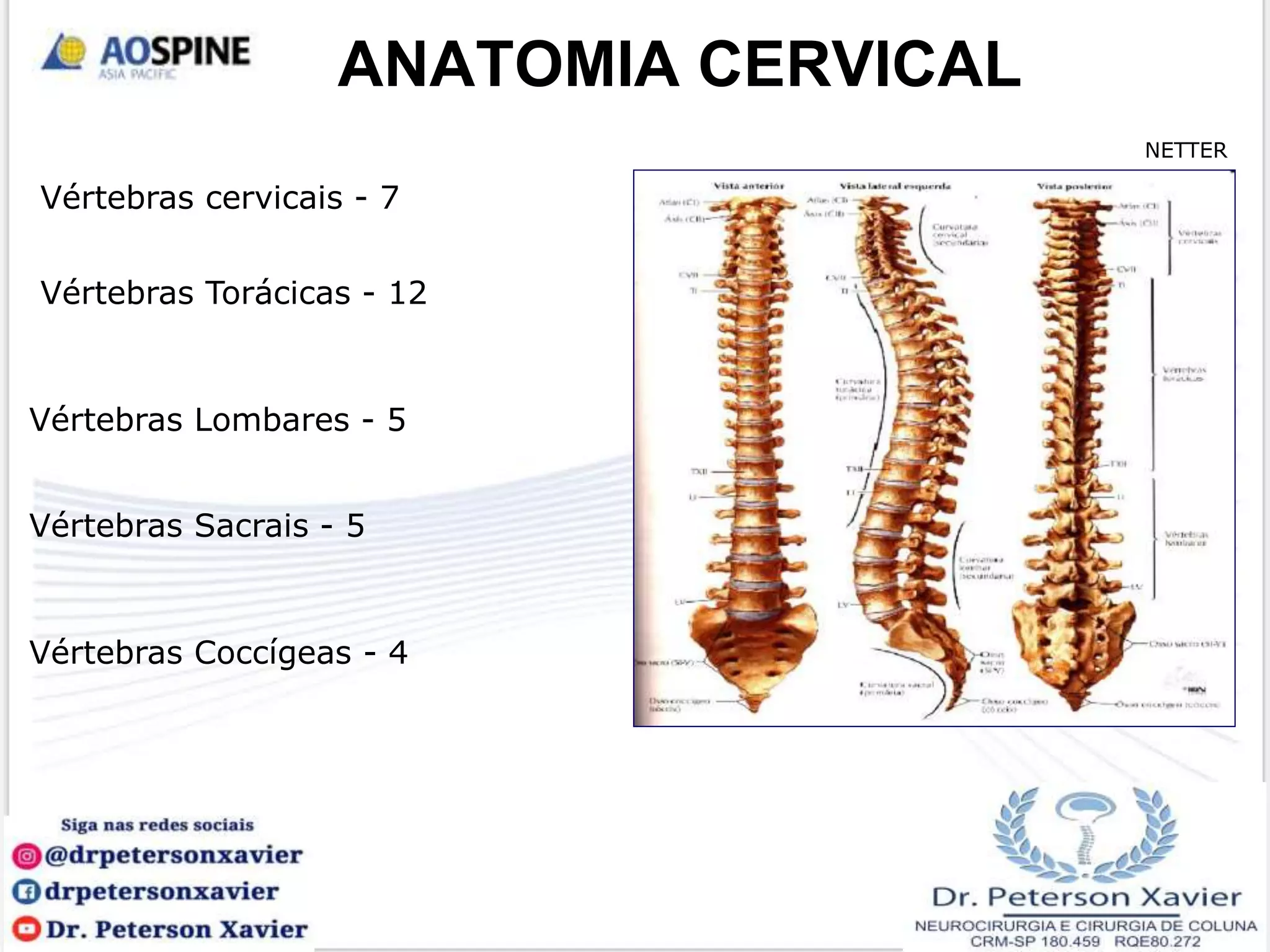 Anatomia Aplicada da Coluna Cervical | PPT
