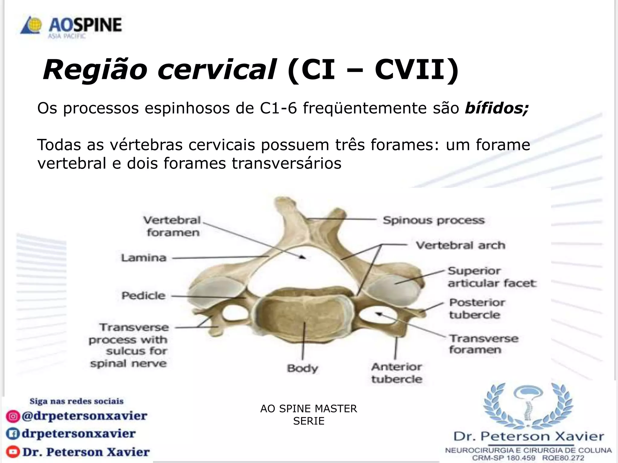 Anatomia Aplicada da Coluna Cervical | PPT