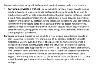 Anatomia arborelui traheo bronsic | PPTX