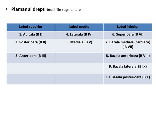 Anatomia arborelui traheo bronsic | PPTX