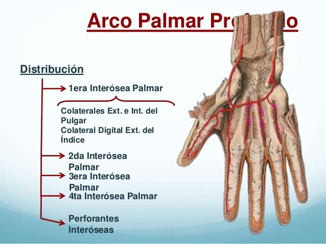 Anatomia arcos palmares