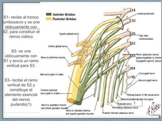 Anatomia arterias de abdomen y miembros inferiores | PPTX