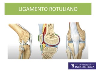 Anatomía articulación de la rodilla | PDF