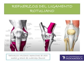 Anatomía articulación de la rodilla | PDF