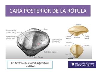 Anatomía articulación de la rodilla | PDF