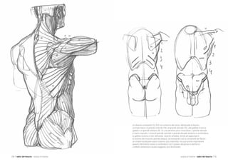 Anatomia artistica | PDF