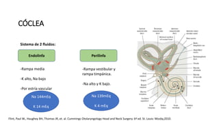 Anatomia audicion | PPTX
