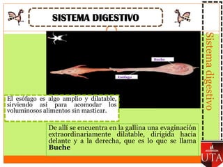 Anatomia Aviar, Gonzalez Ivan | PPTX