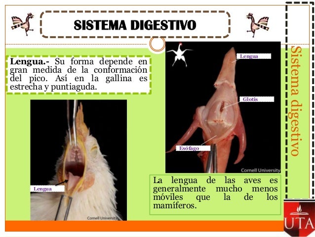 Anatomia Aviar, Gonzalez Ivan