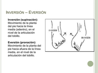 Anatomia ayudantia | PPTX