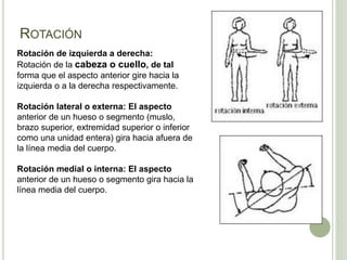 Anatomia ayudantia | PPTX