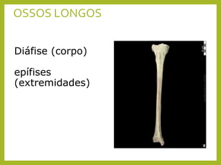 Anatomia bases | PPT