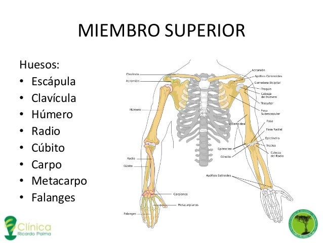Anatomia basica