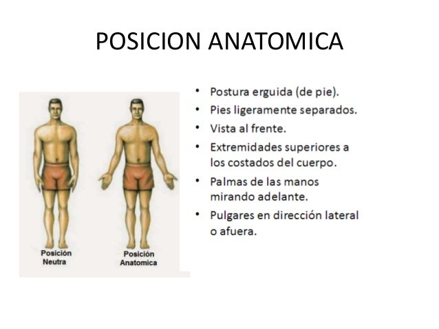 Anatomia basica