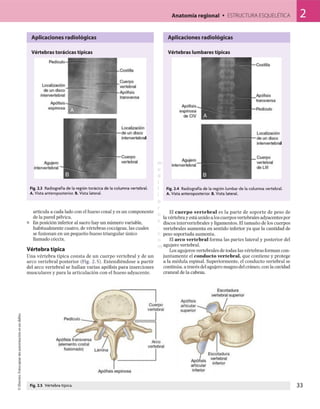 Anatomia Basica - Gray.pdf EDICIÓN ESPAÑOL COMPLETO | PDF