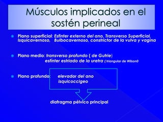 Anatomia basica ap gen fem | PPTX