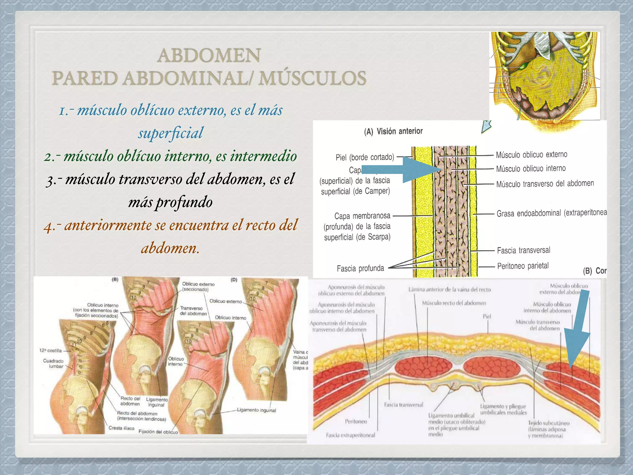 ANATOMIA_BASICA_DEL_ABDOMEN.pdf