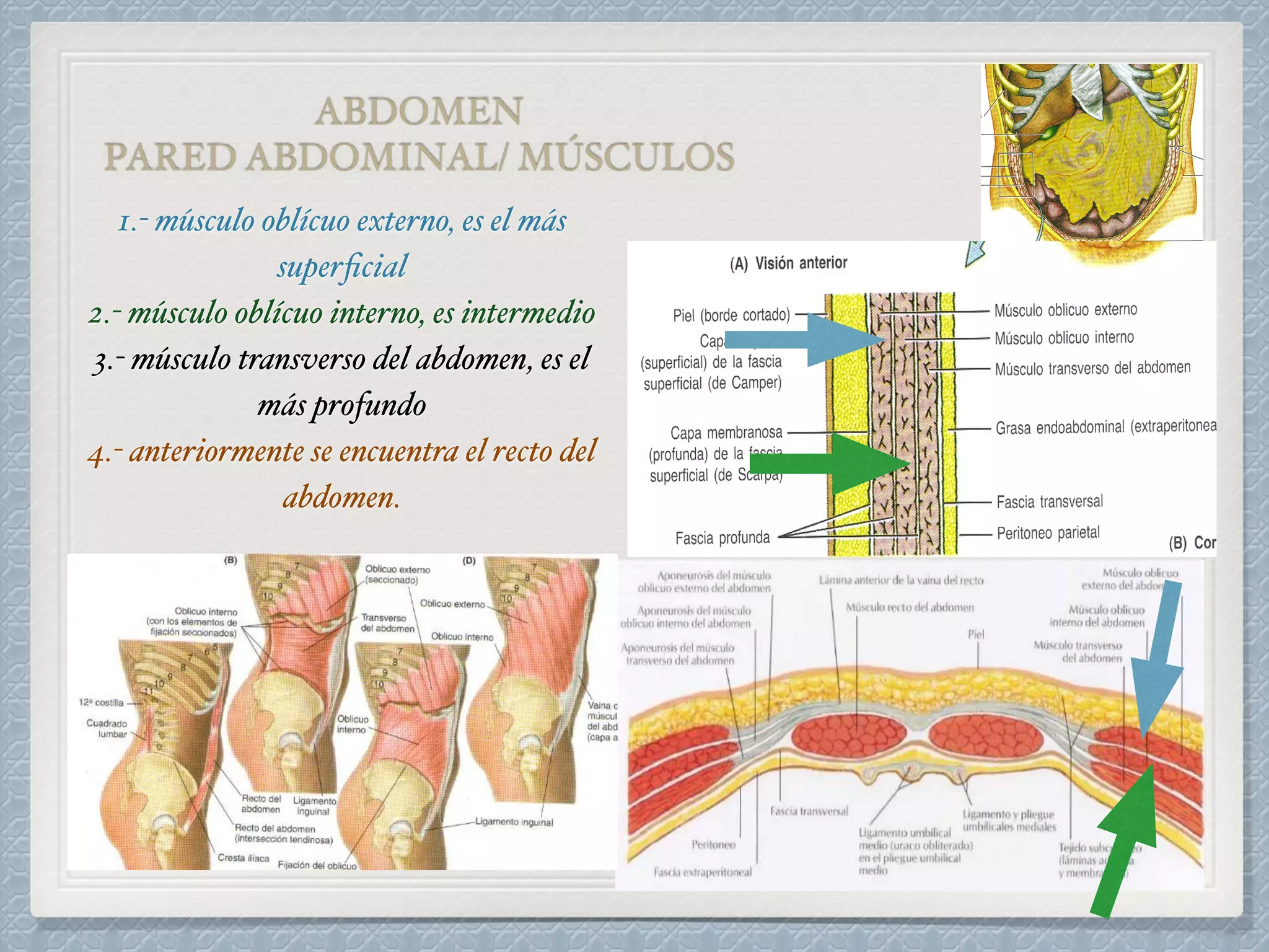 ANATOMIA_BASICA_DEL_ABDOMEN.pdf