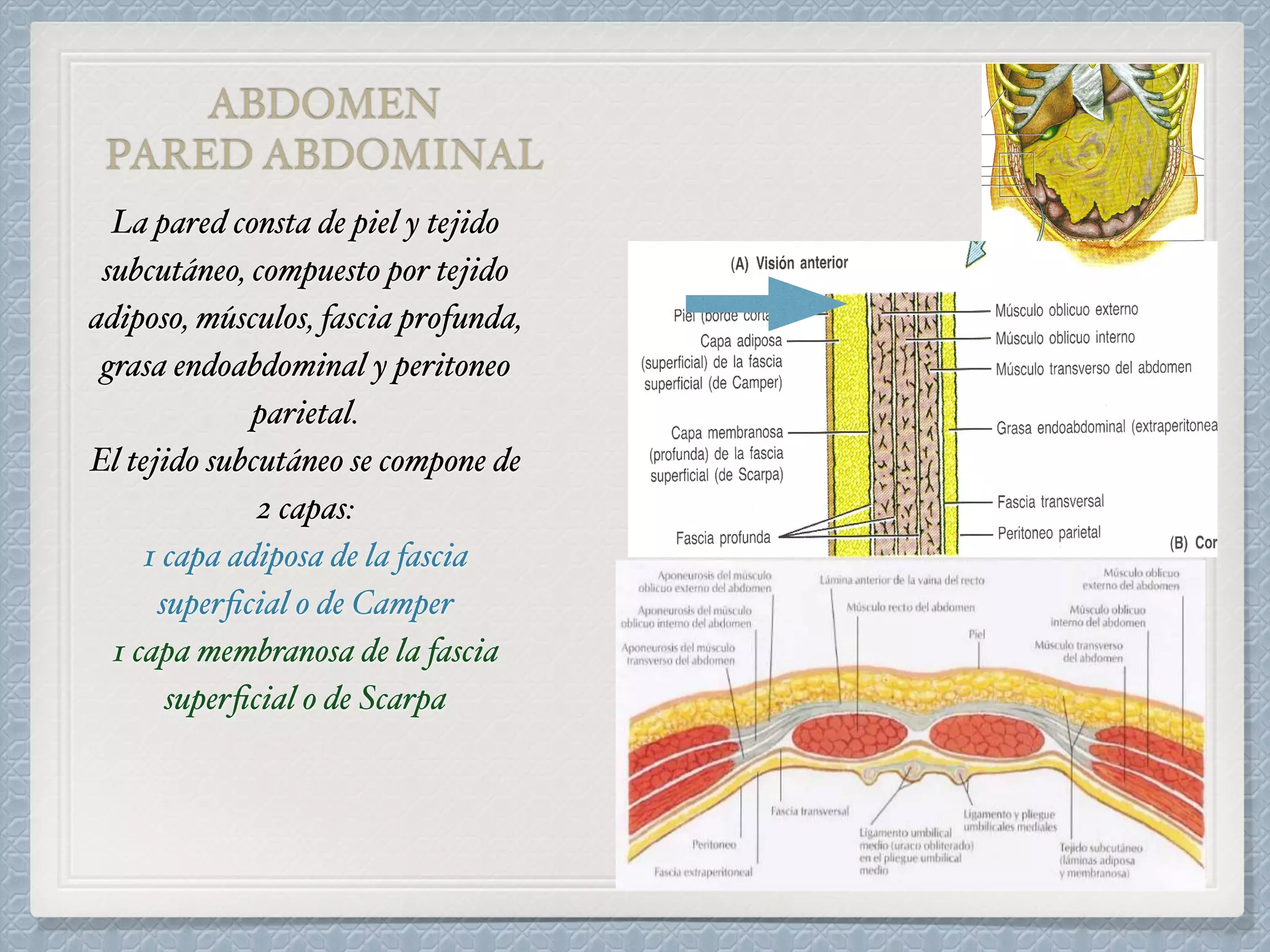 ANATOMIA_BASICA_DEL_ABDOMEN.pdf