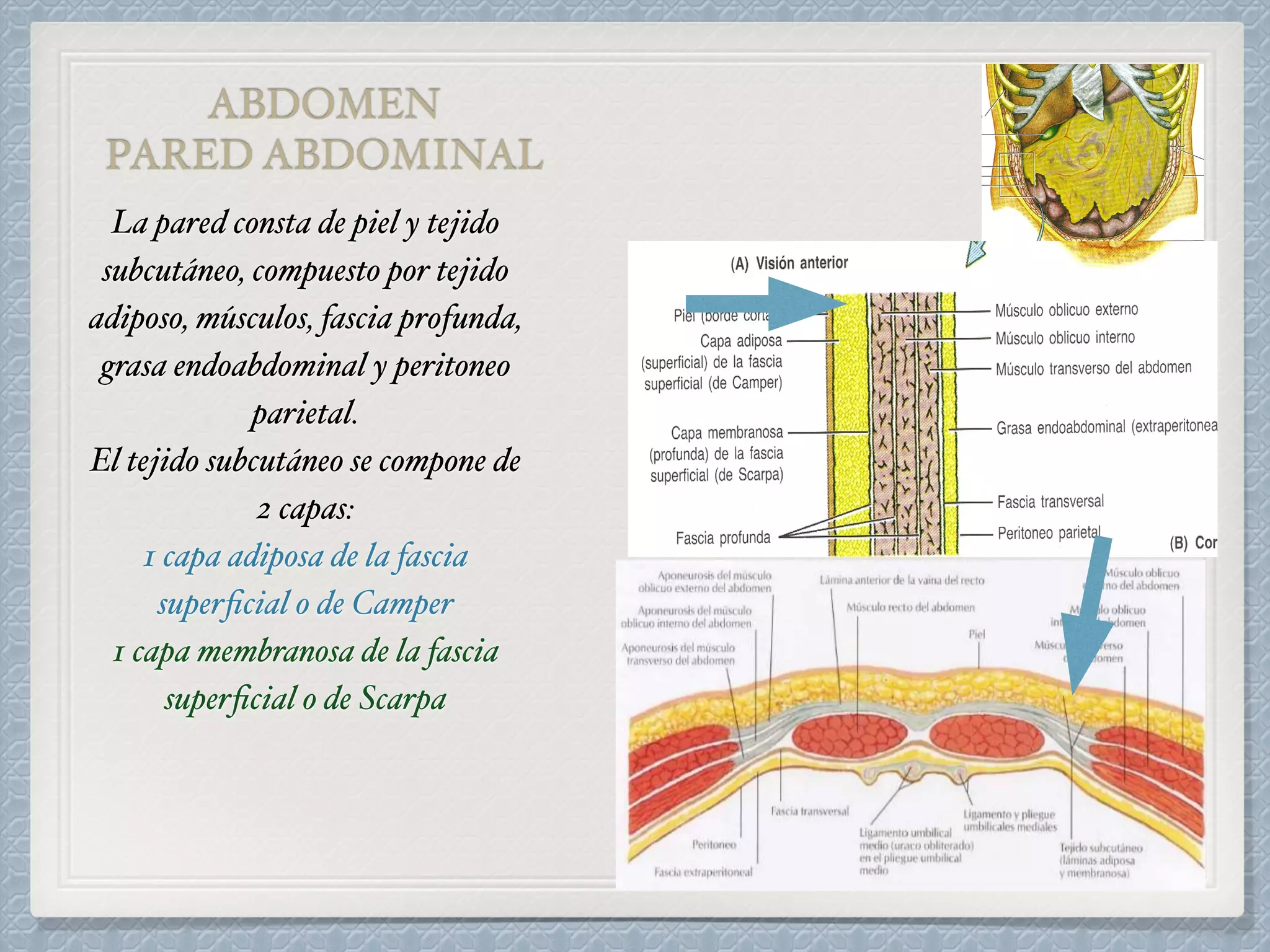 ANATOMIA_BASICA_DEL_ABDOMEN.pdf
