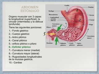 ANATOMIA_BASICA_DEL_ABDOMEN.pdf