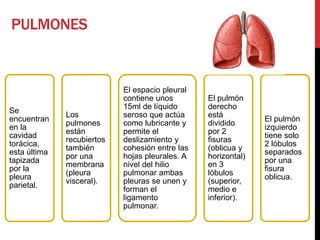 Anatomia basica del s respiratorio | PPTX