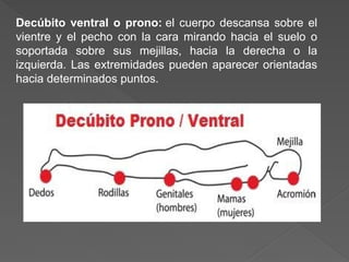 Presentación ANATOMIA BASICA cuerpo humano | PPTX