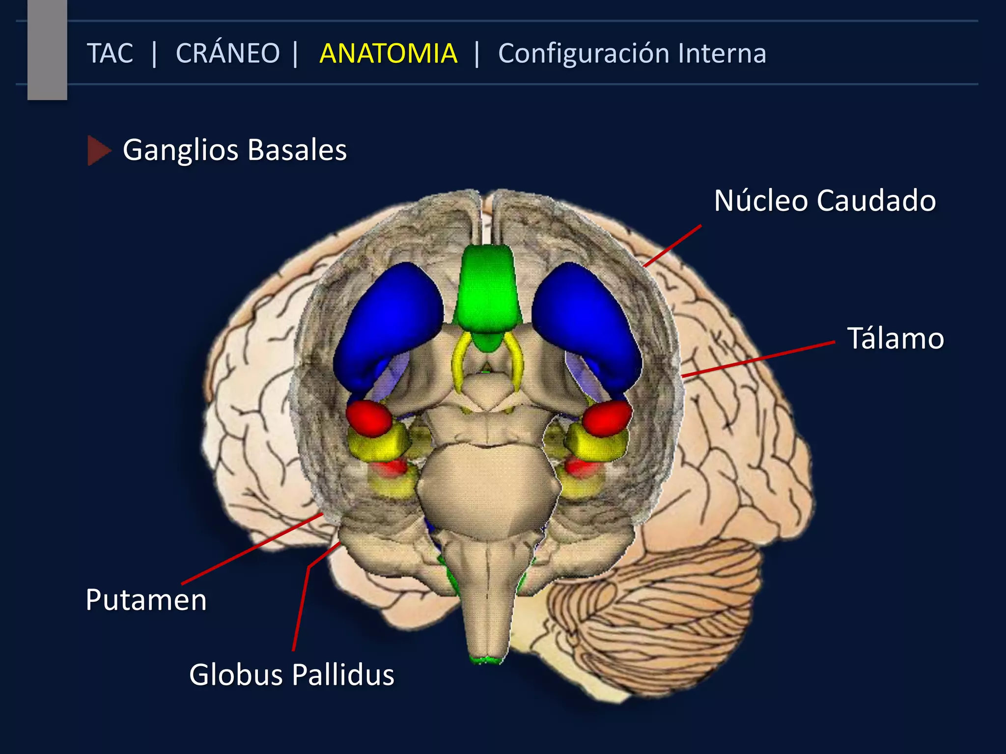 Anatomia basica de SNC (Nucleo Radiologico | PPTX